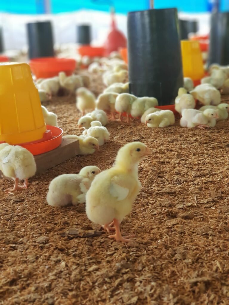 Proceso de Formación del huevo de Gallina